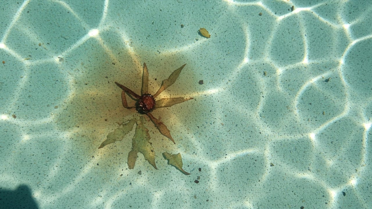 How to Remove Gumnuts from Your Pool